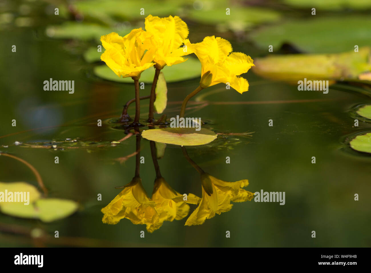 Fringed water-lily, Nymphoides peltatum, three flowers reflected in ...