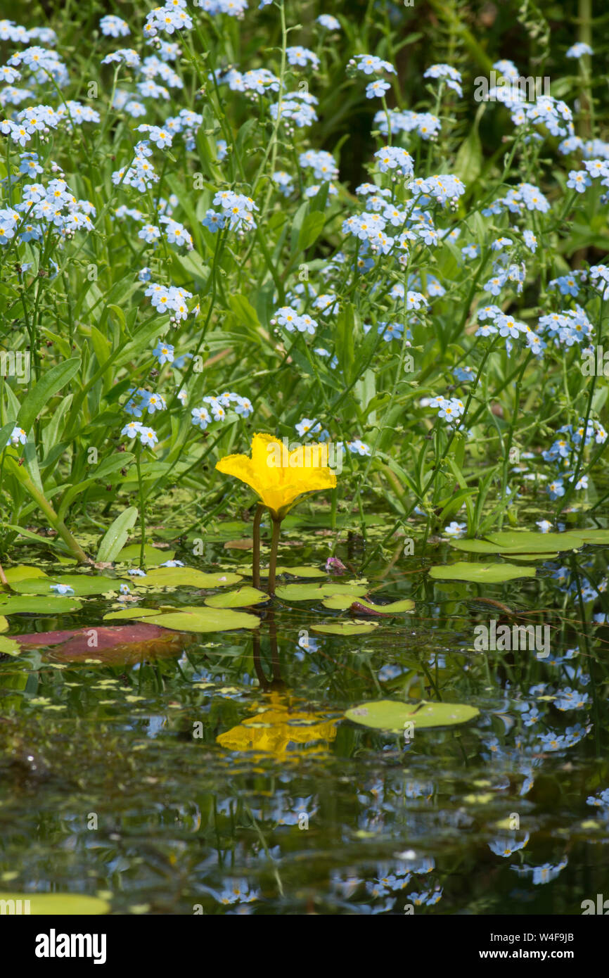 Fringed water-lily, Nymphoides peltatum, with Water Forget-me-not ...