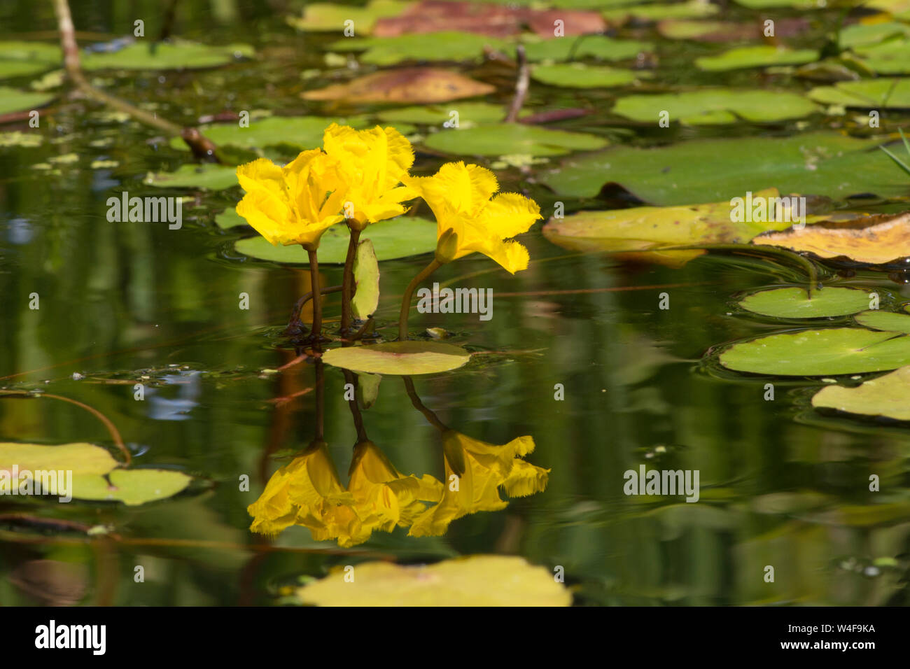 Fringed water-lily, Nymphoides peltatum, three flowers reflected in ...