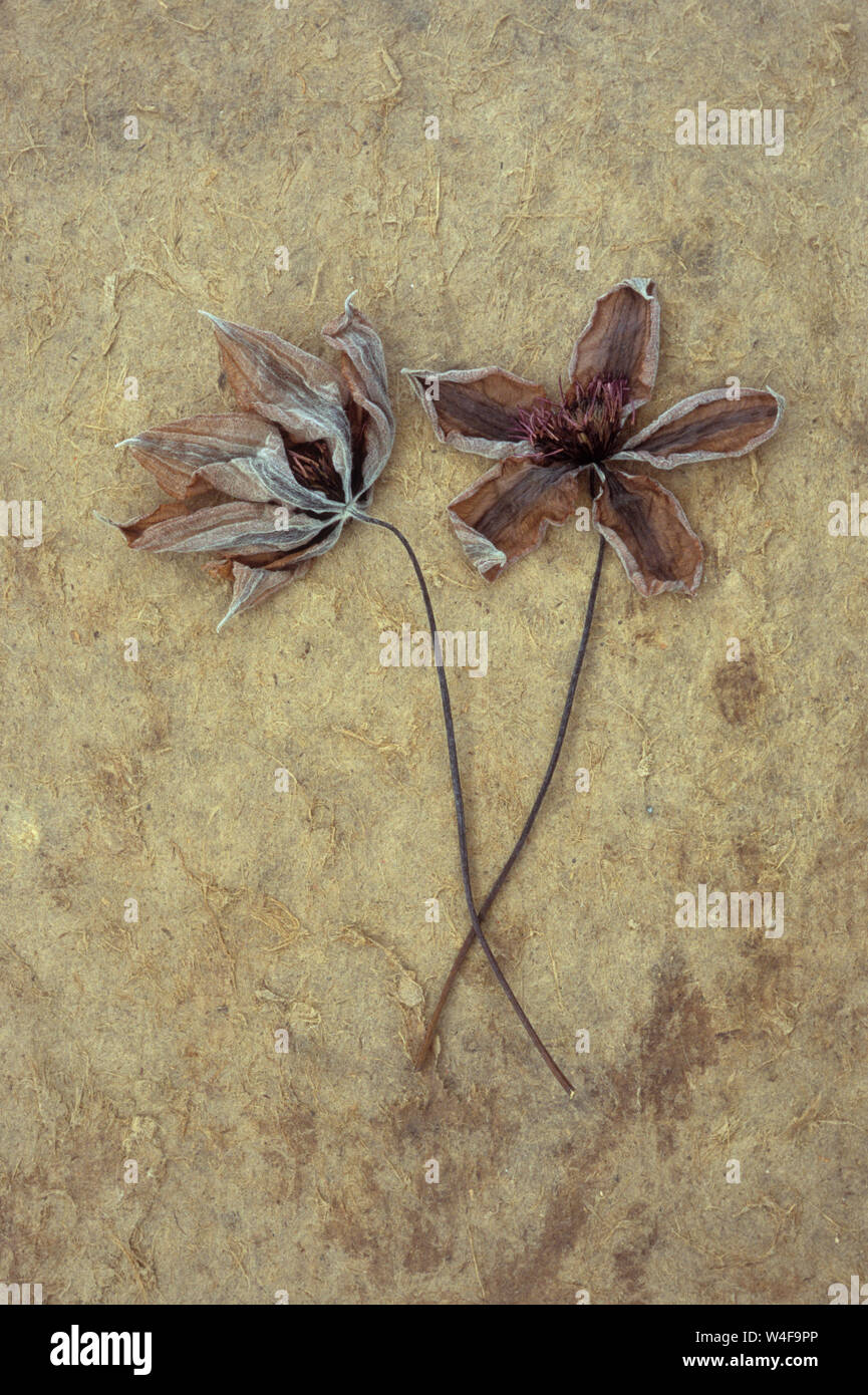 Brown stalks hi-res stock photography and images - Alamy