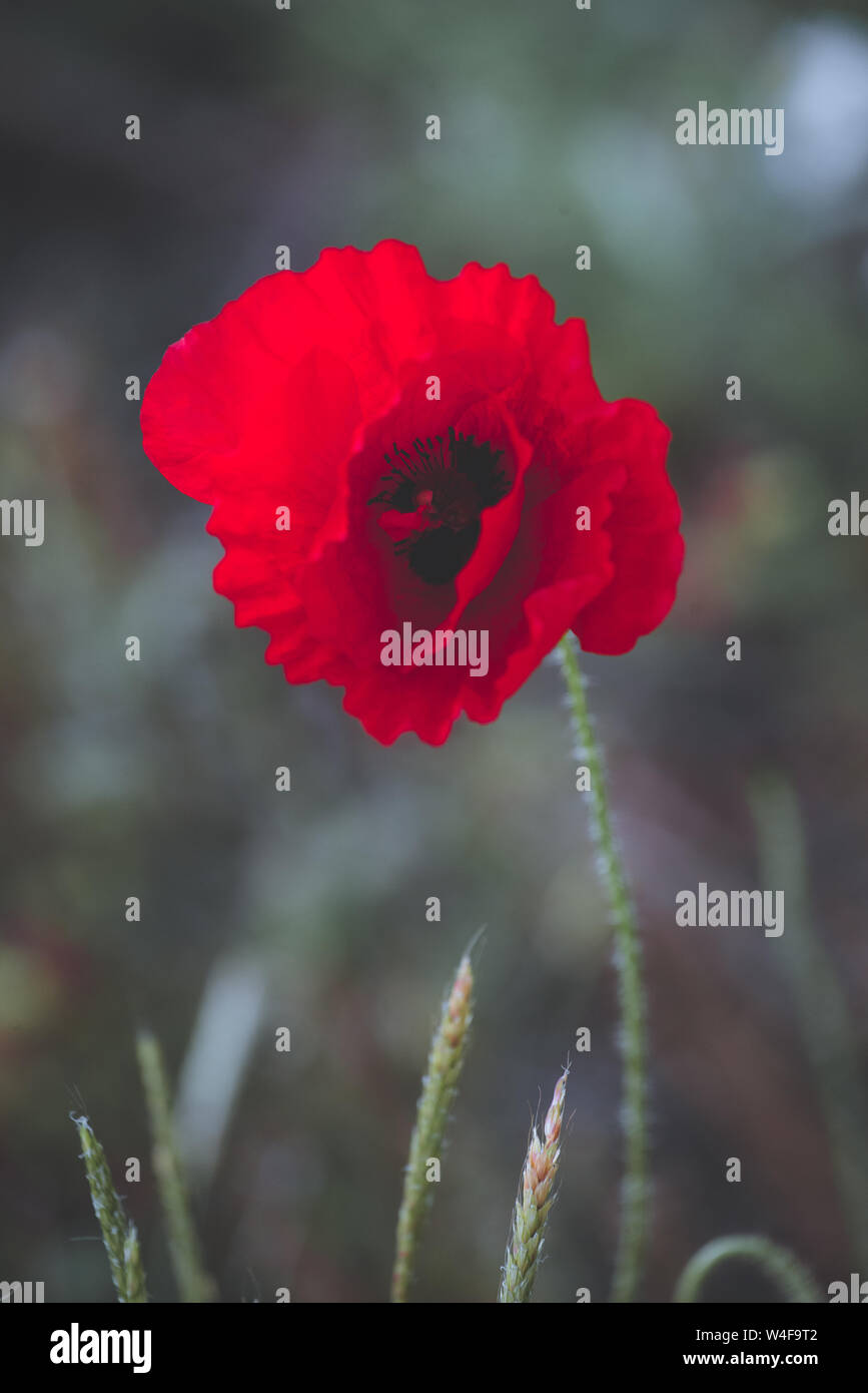 Poppy one flower hi-res stock photography and images - Alamy