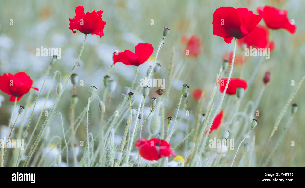 Abstract poppy hi-res stock photography and images - Alamy