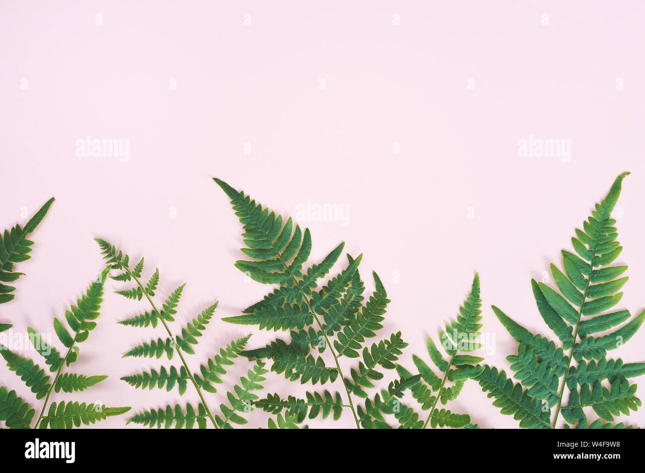 Exotic natural fern leaf on pastel pink background, nature background ...