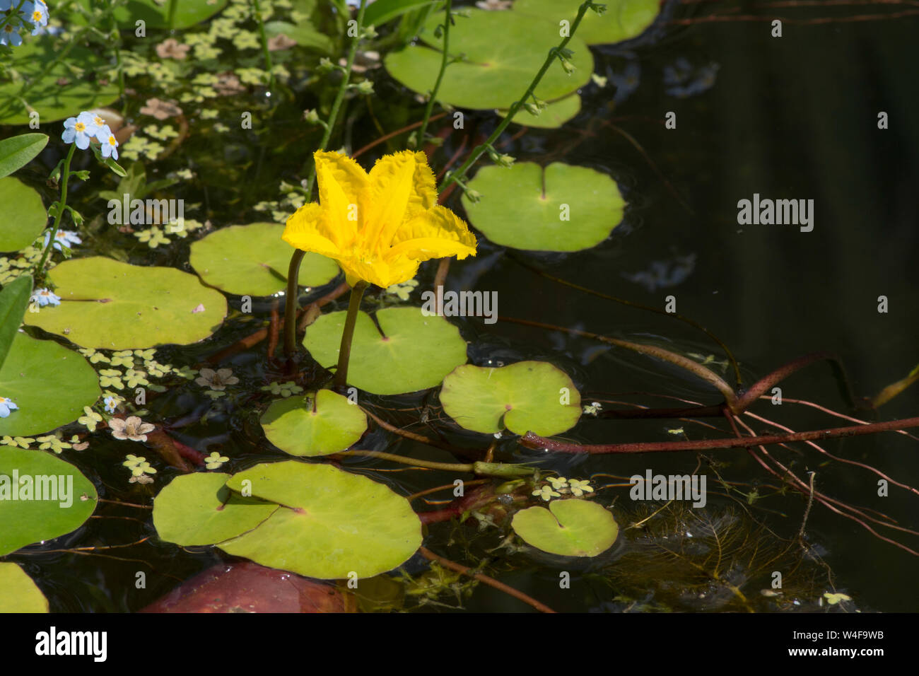 Fringed water-lily, Nymphoides peltatum, in garden wildlife pond ...