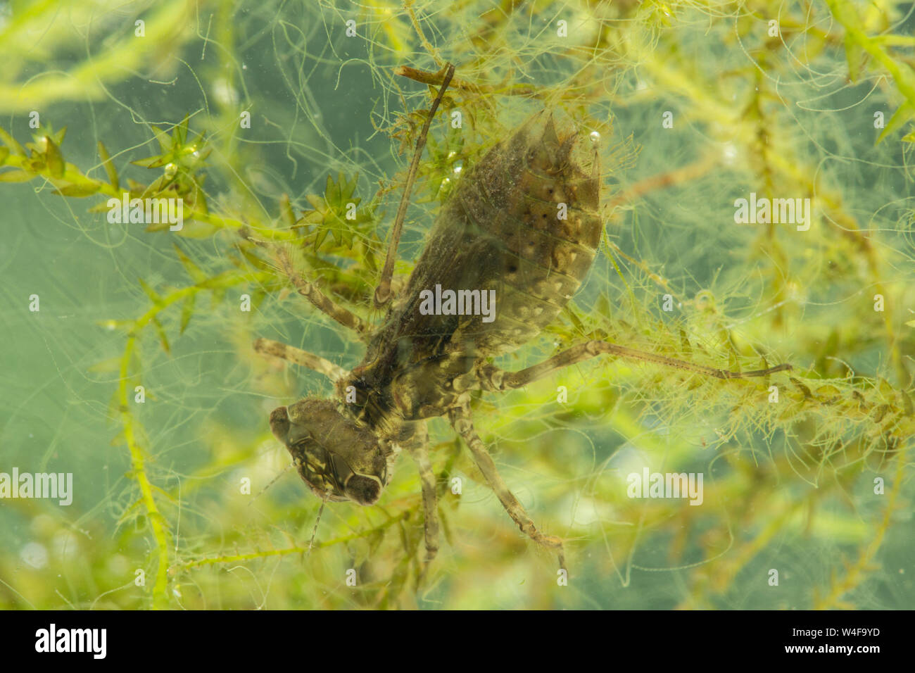 Dragonfly larva hi-res stock photography and images - Alamy