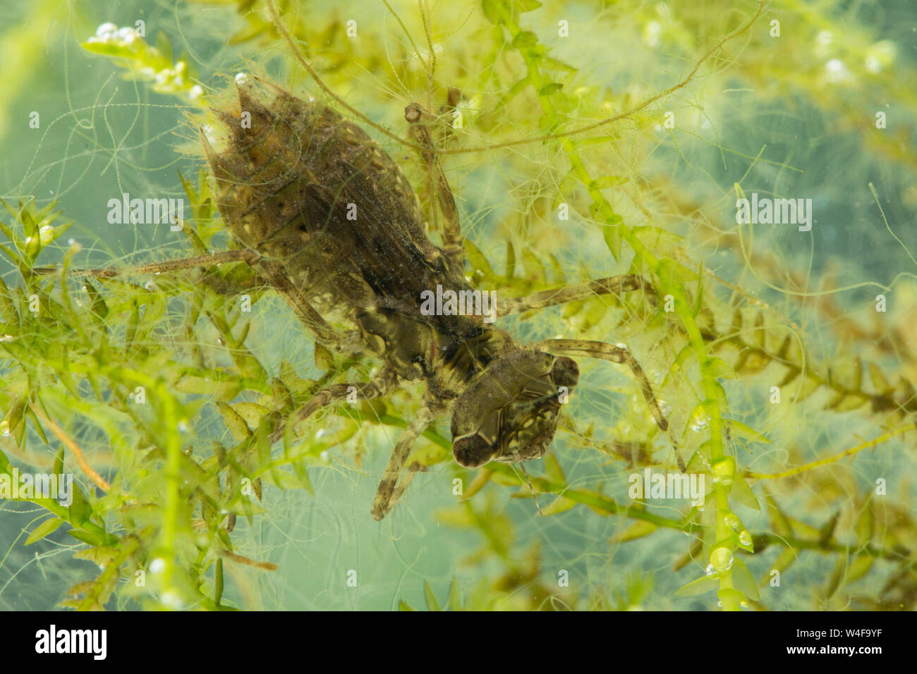 Dragonfly larva hi-res stock photography and images - Alamy