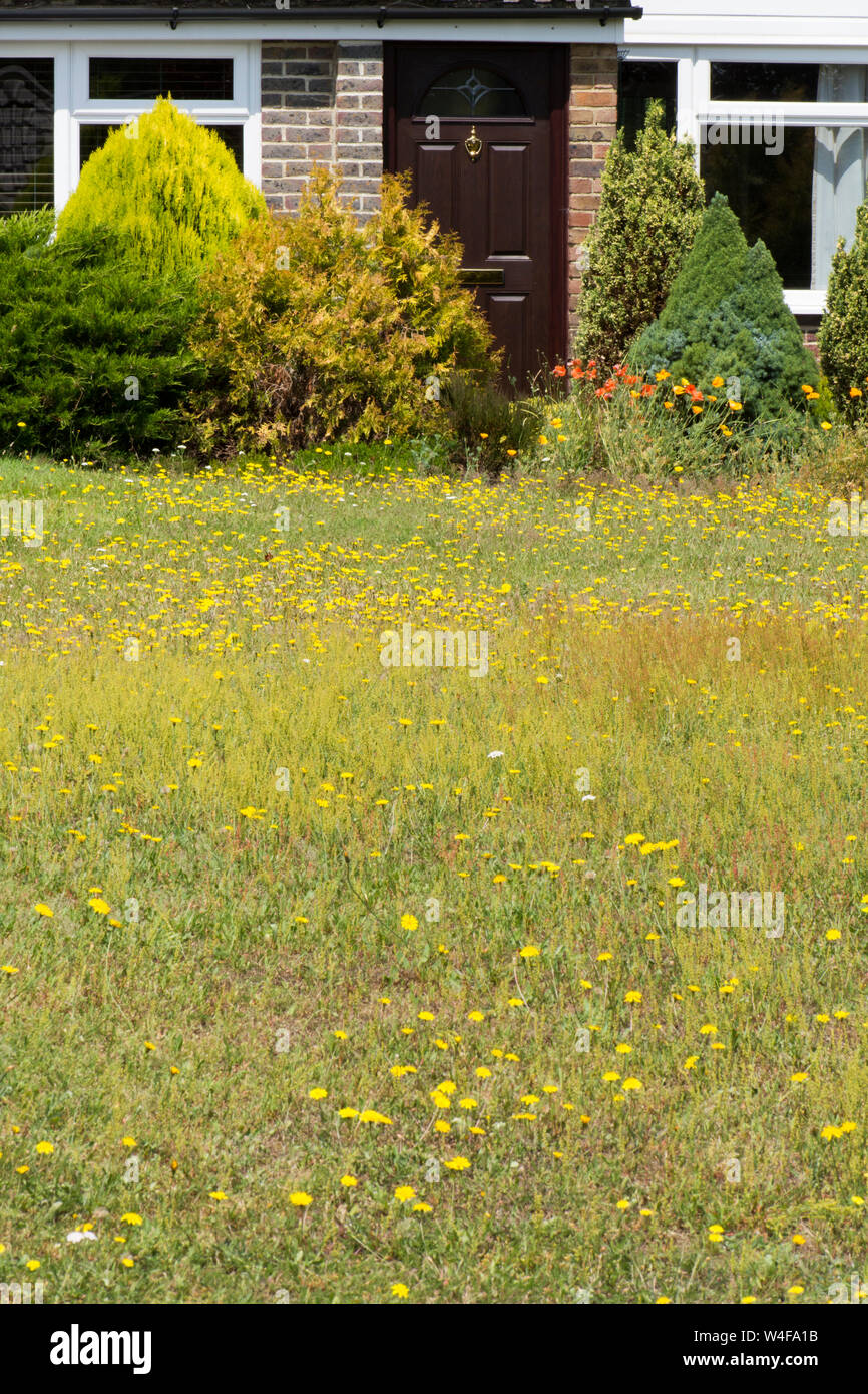 Cats ear flower hi-res stock photography and images - Alamy
