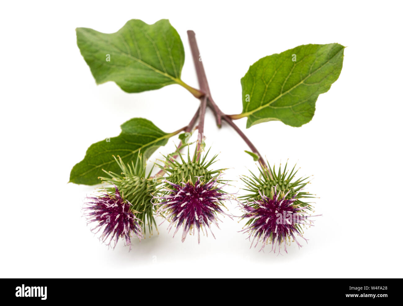 Burdock flowers isolated on a white background Stock Photo - Alamy