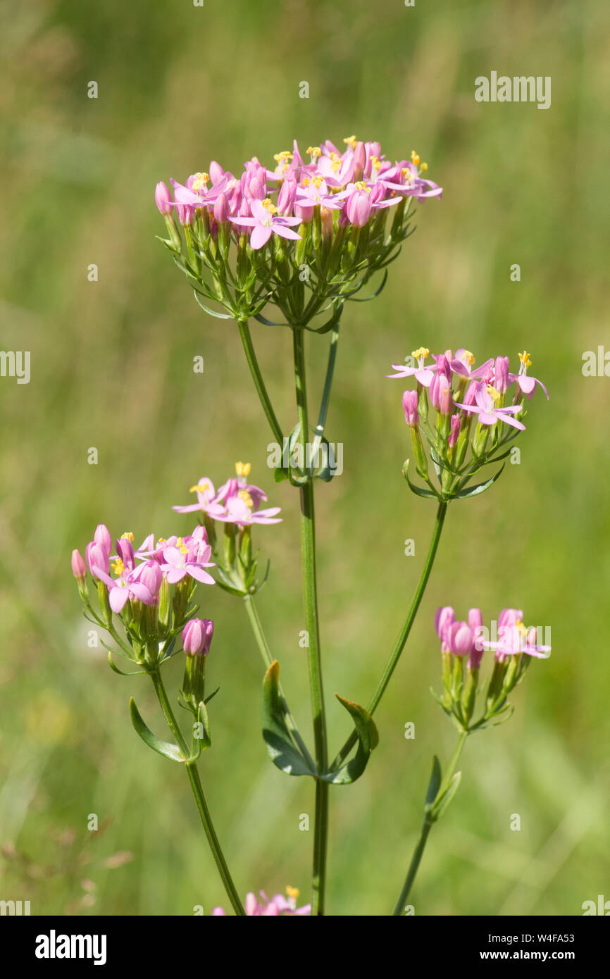 Common Centaury, European Centaury, Centaurium erythraea, flowers ...