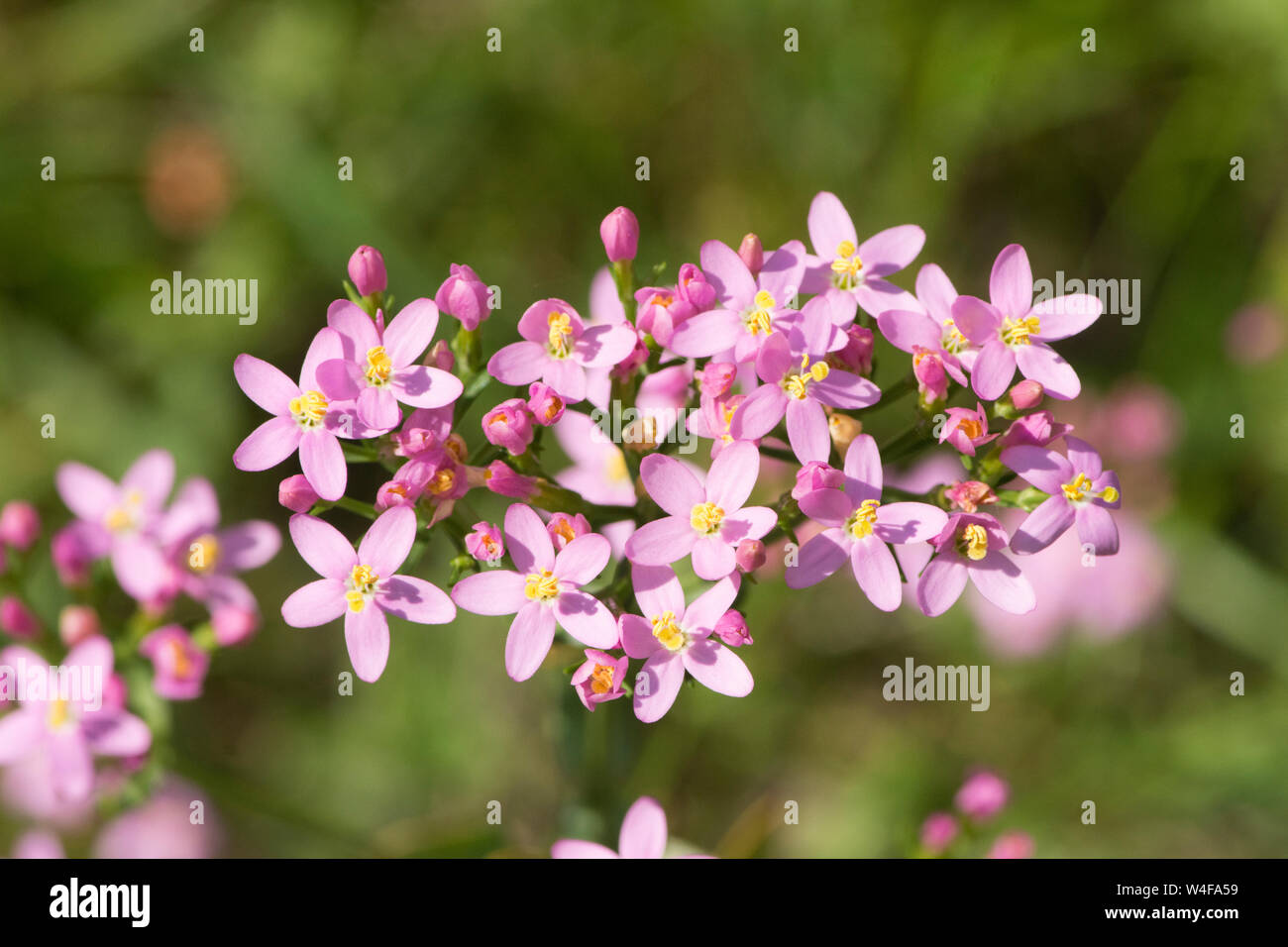 Centaury erythraea hi-res stock photography and images - Alamy