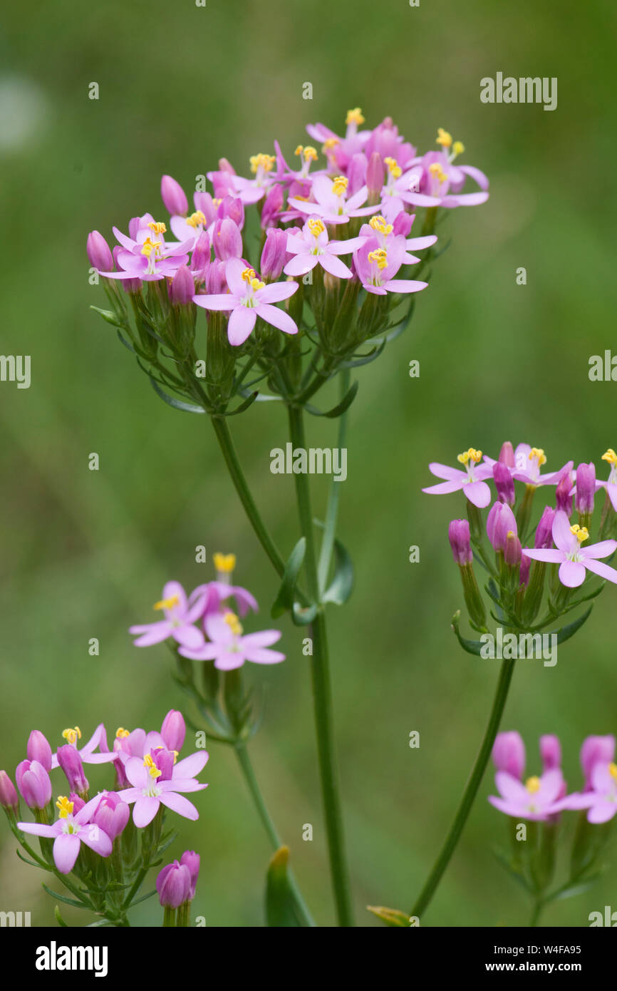 Common Centaury, European Centaury, Centaurium erythraea, flowers ...