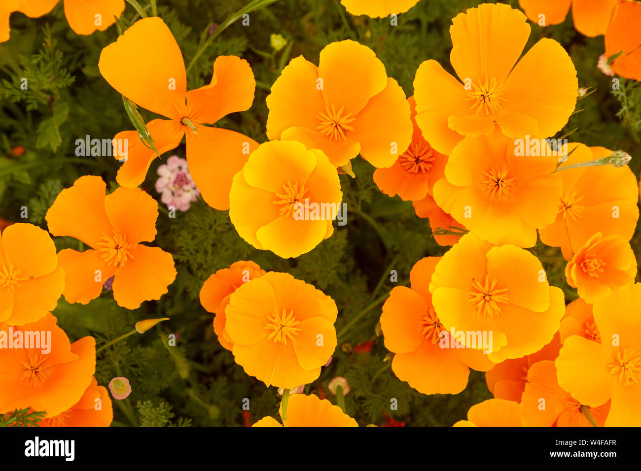 orange California poppies Stock Photo - Alamy