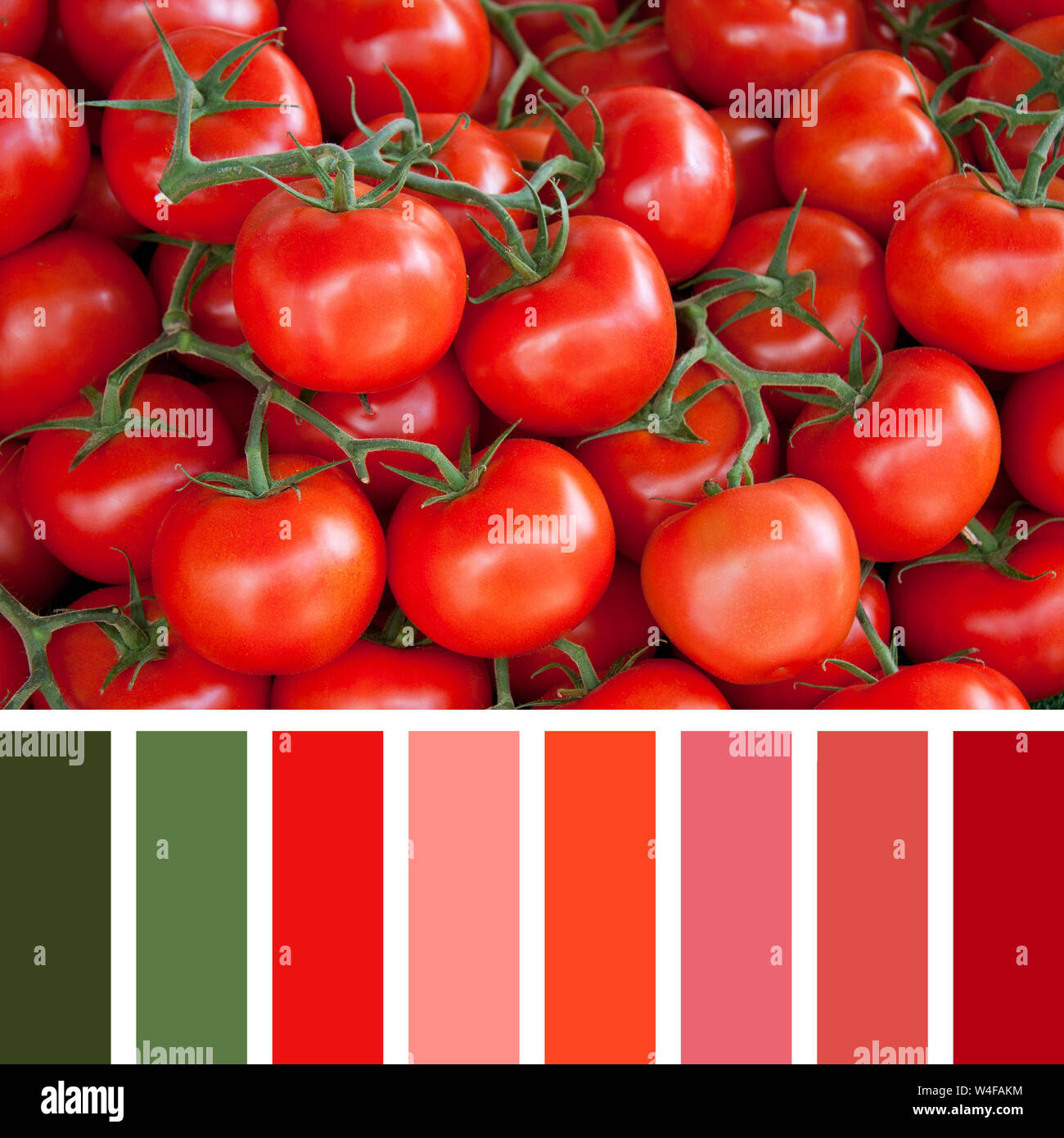 Skin color chart hi-res stock photography and images - Alamy