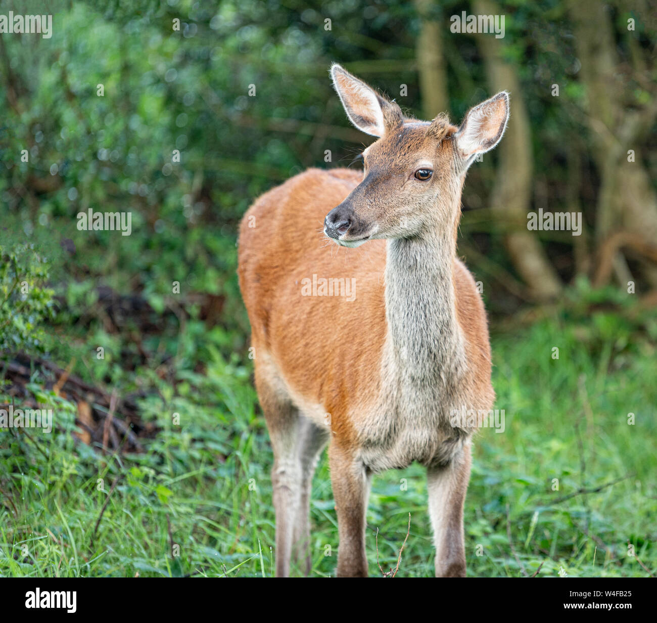 Red deer, Woodland, Glenveagh National Park, Donegal, Ireland Stock ...