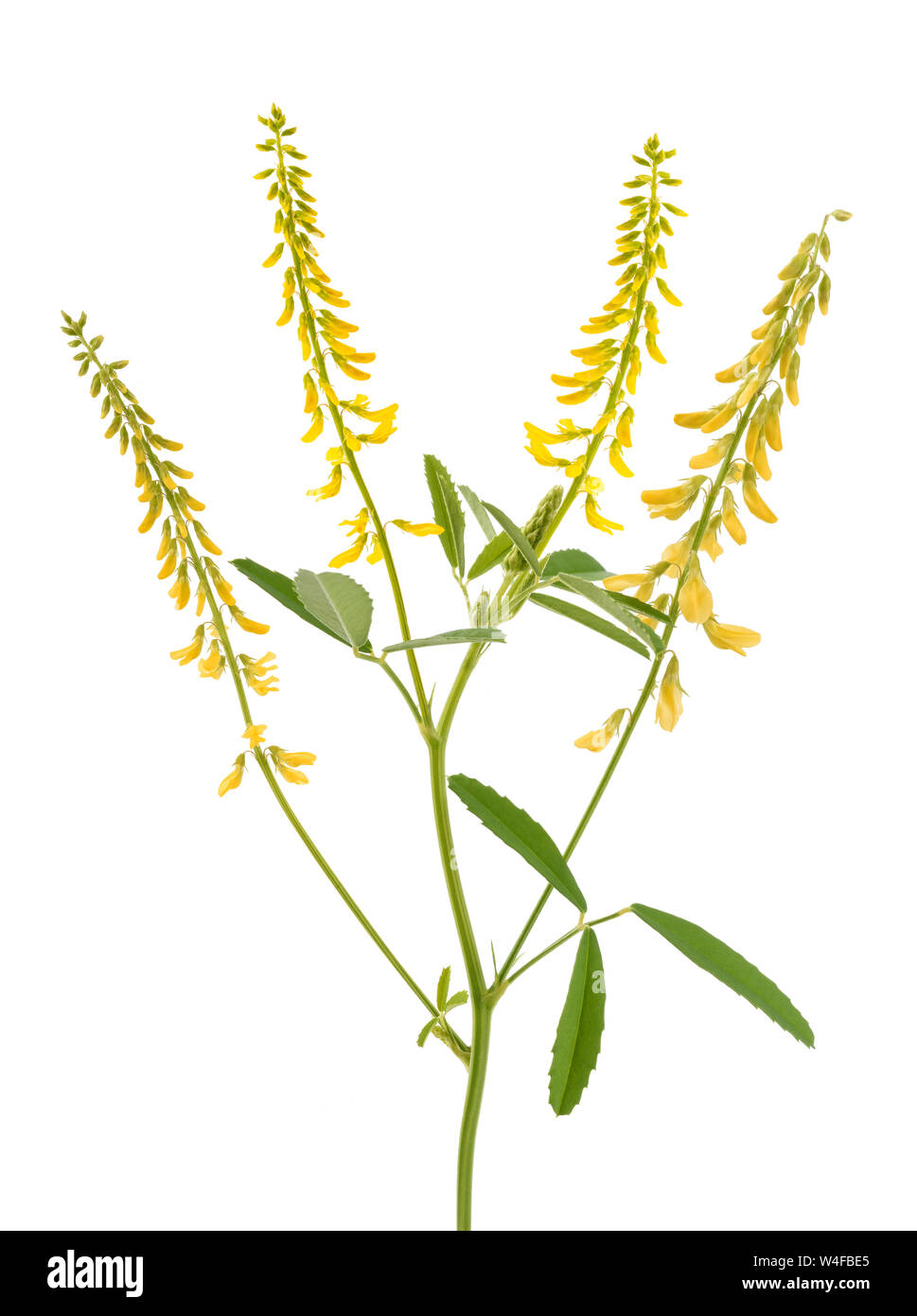 Yellow Sweet Clover