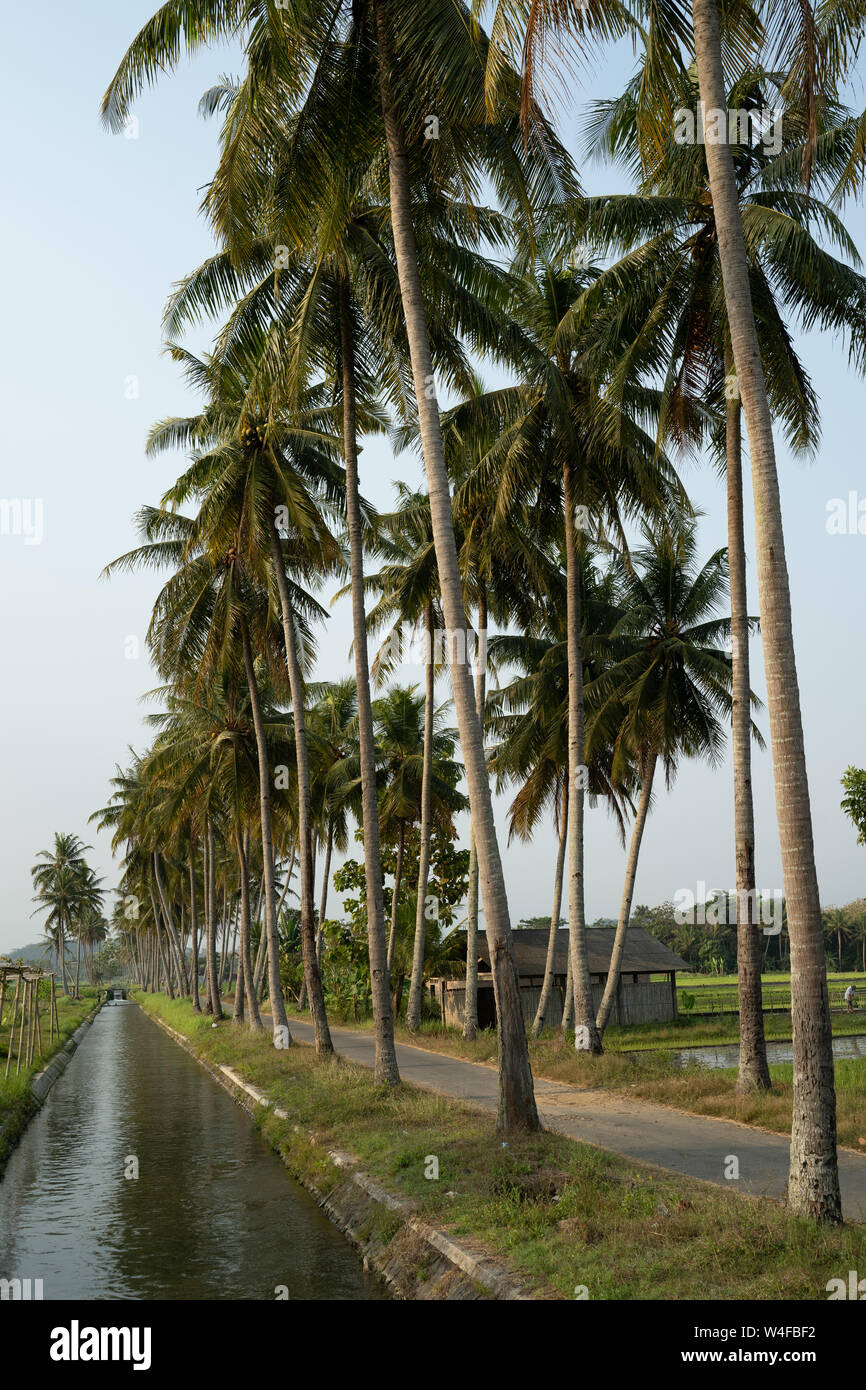 coconut tree in countryroad side with river Stock Photo - Alamy