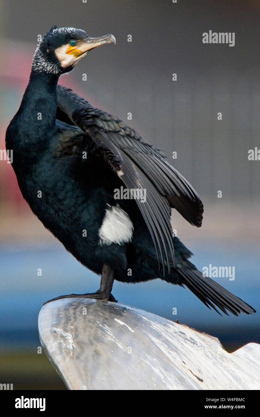 Great Cormorant (Phalacrocorax carbo) breeding adult at Trenance Lake ...