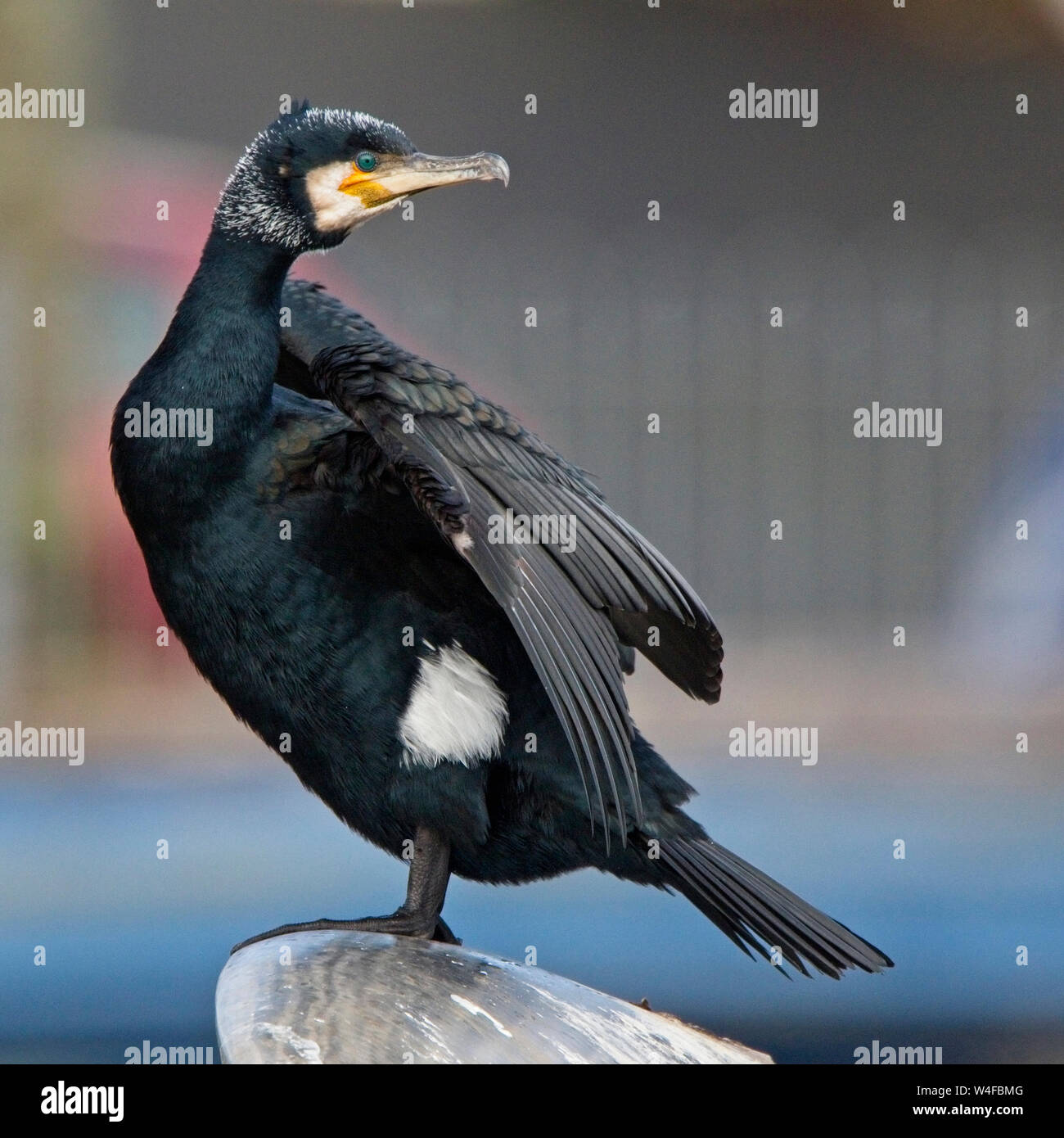 Great Cormorant (Phalacrocorax carbo) breeding adult at Trenance Lake ...