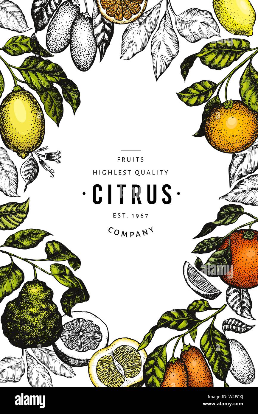 Citrus design template. Hand drawn vector color fruit illustration ...