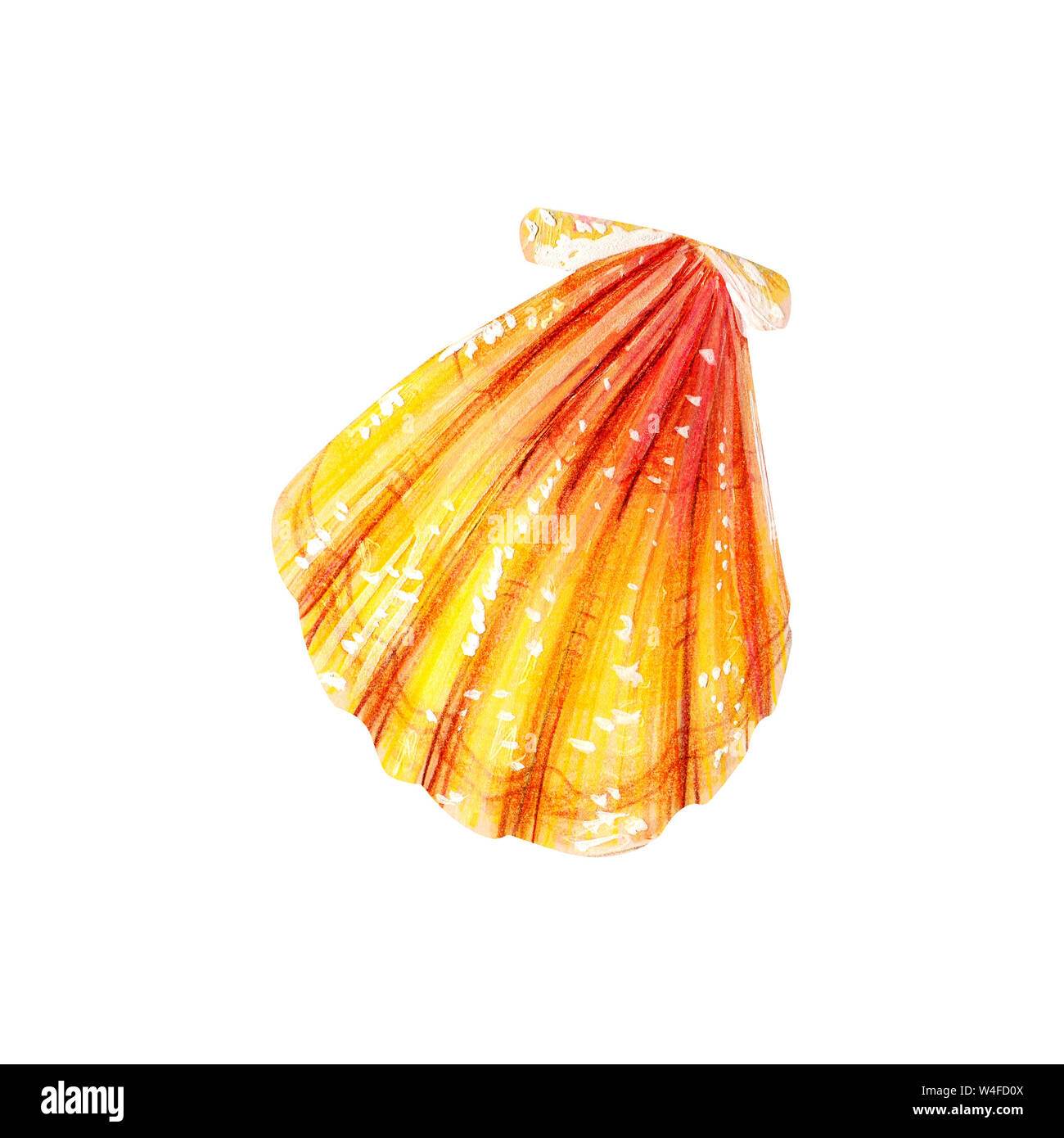 Yellow sea shell scallop. Sea bivalve Pectinidae. Nature of the World ...