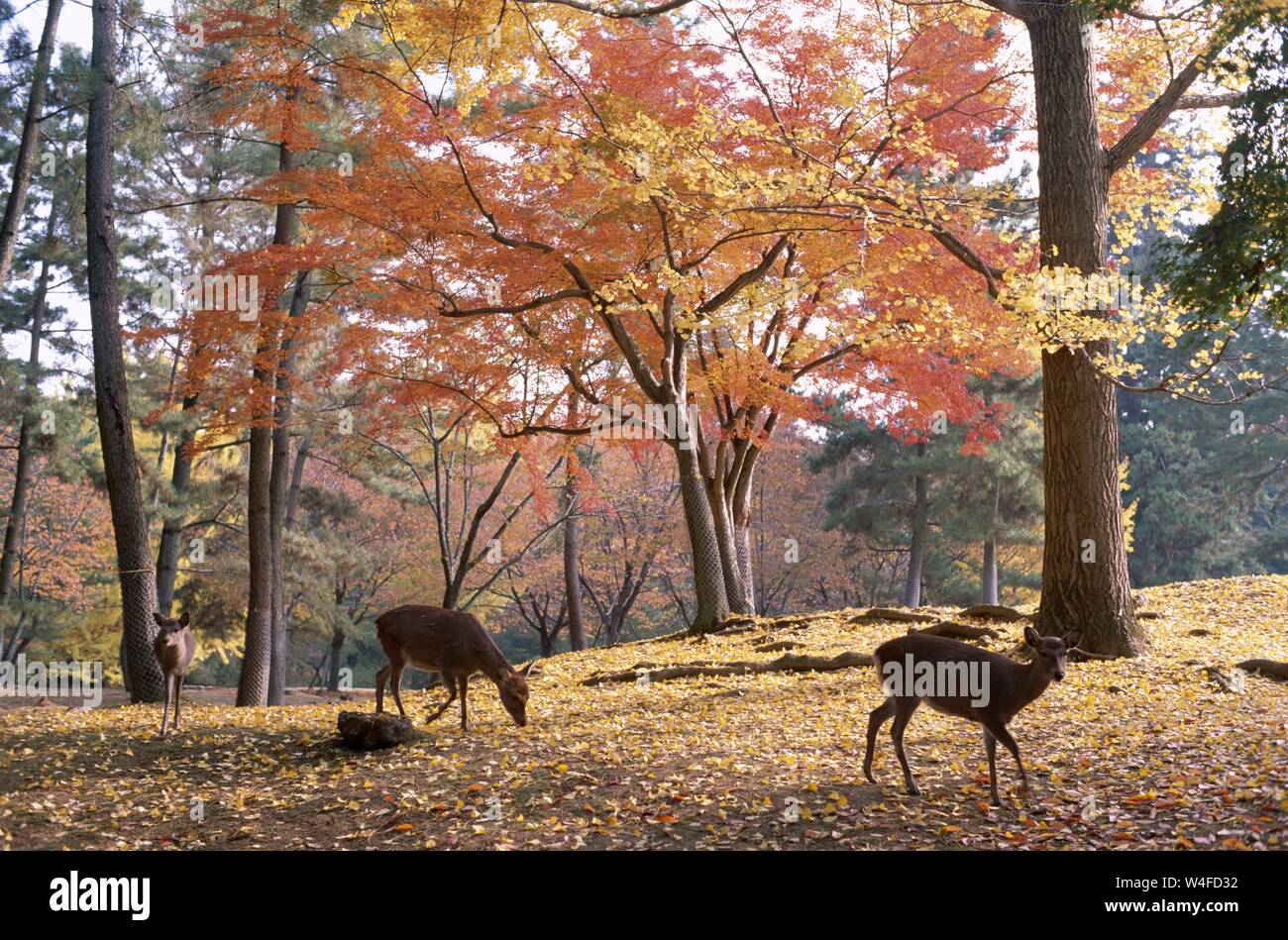 Japan, Honshu, Nara, Nara Park, Deer & Autumn Leaves Stock Photo - Alamy