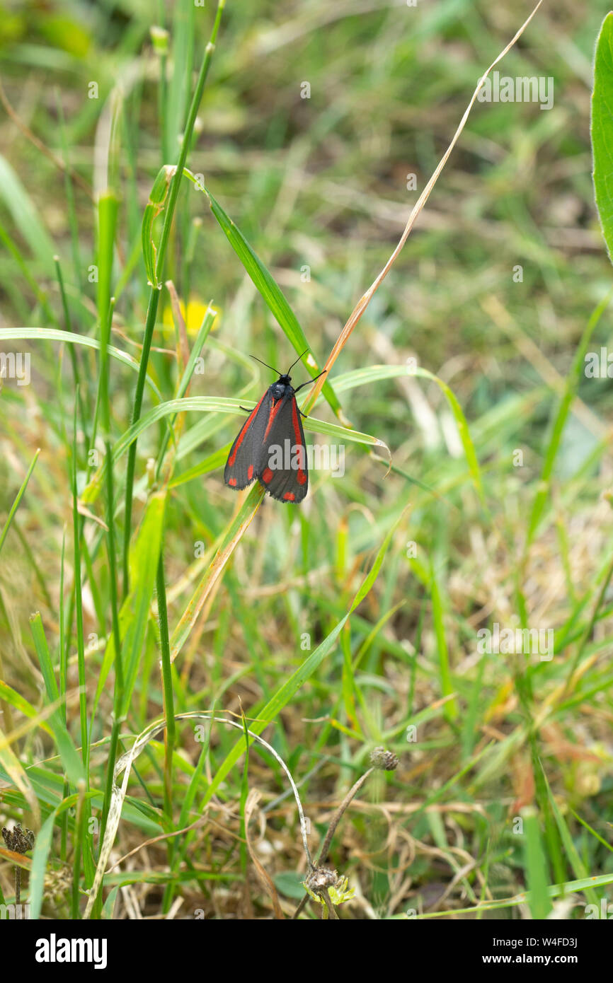 Bell moth hi-res stock photography and images - Alamy