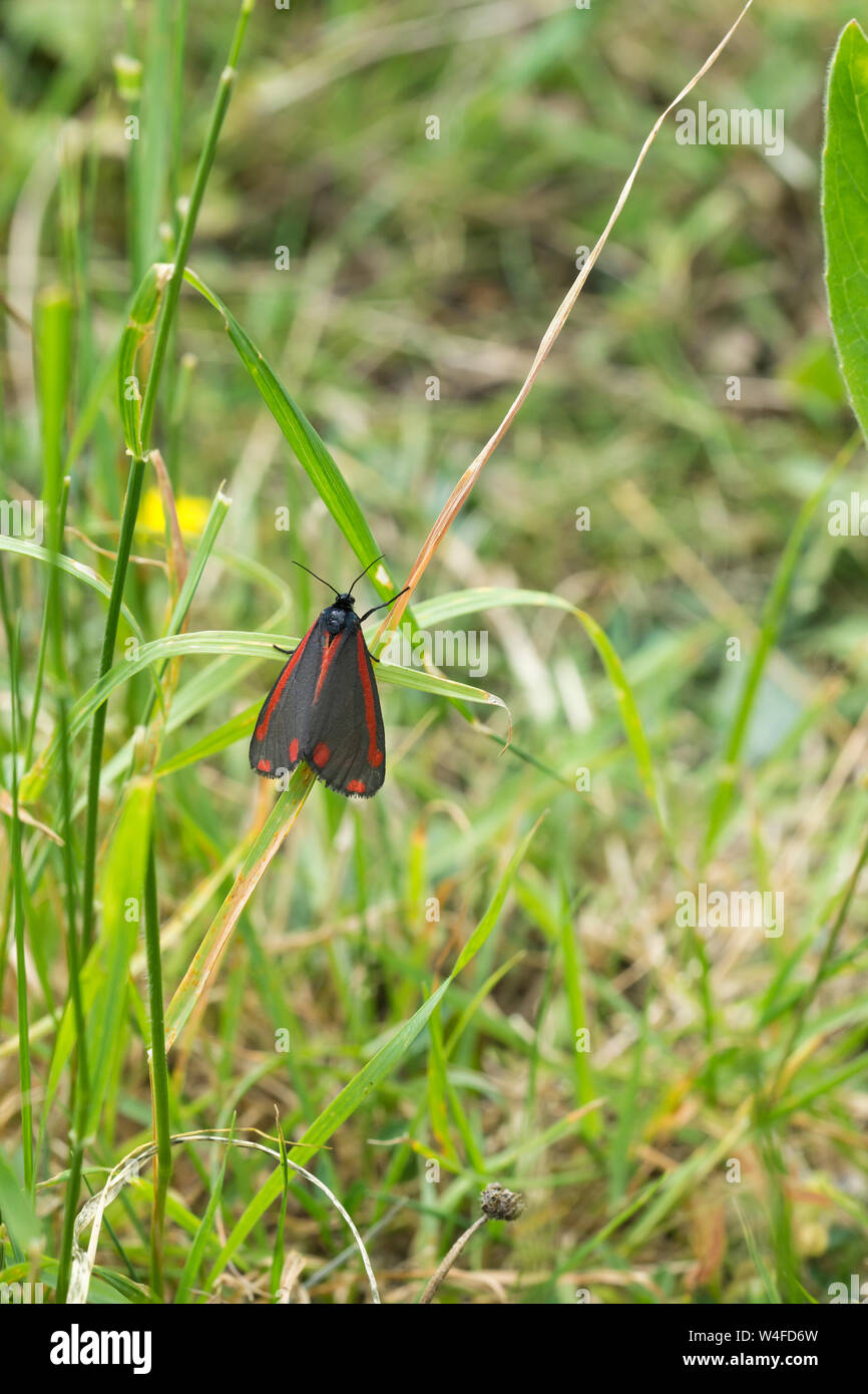 Bell moth hi-res stock photography and images - Alamy