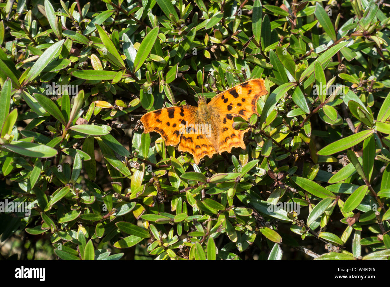 Butterfly markings hi-res stock photography and images - Alamy