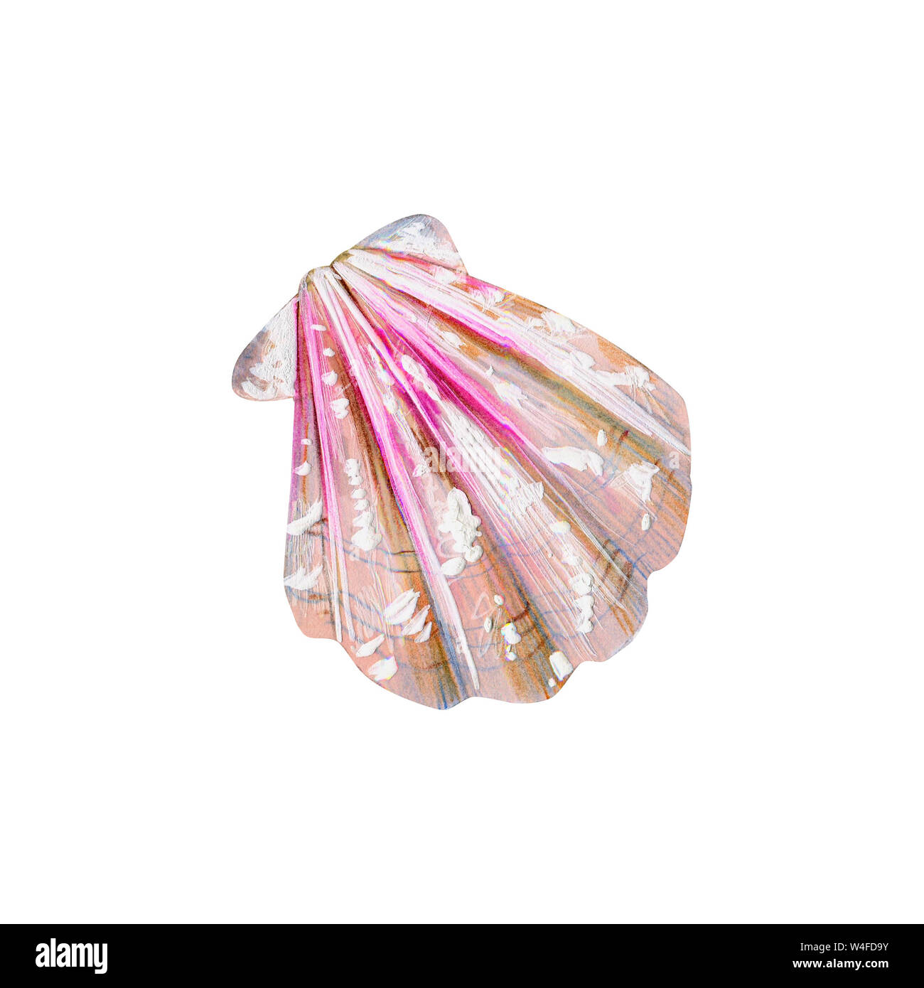 Mother of pearl with pink sea shell scallop. Sea bivalve Pectinidae ...