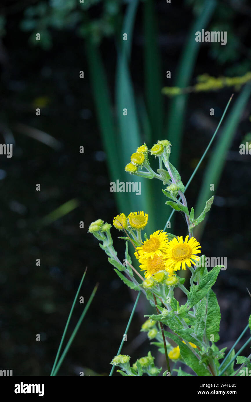 Fleabane wild yellow flower Stock Photo - Alamy