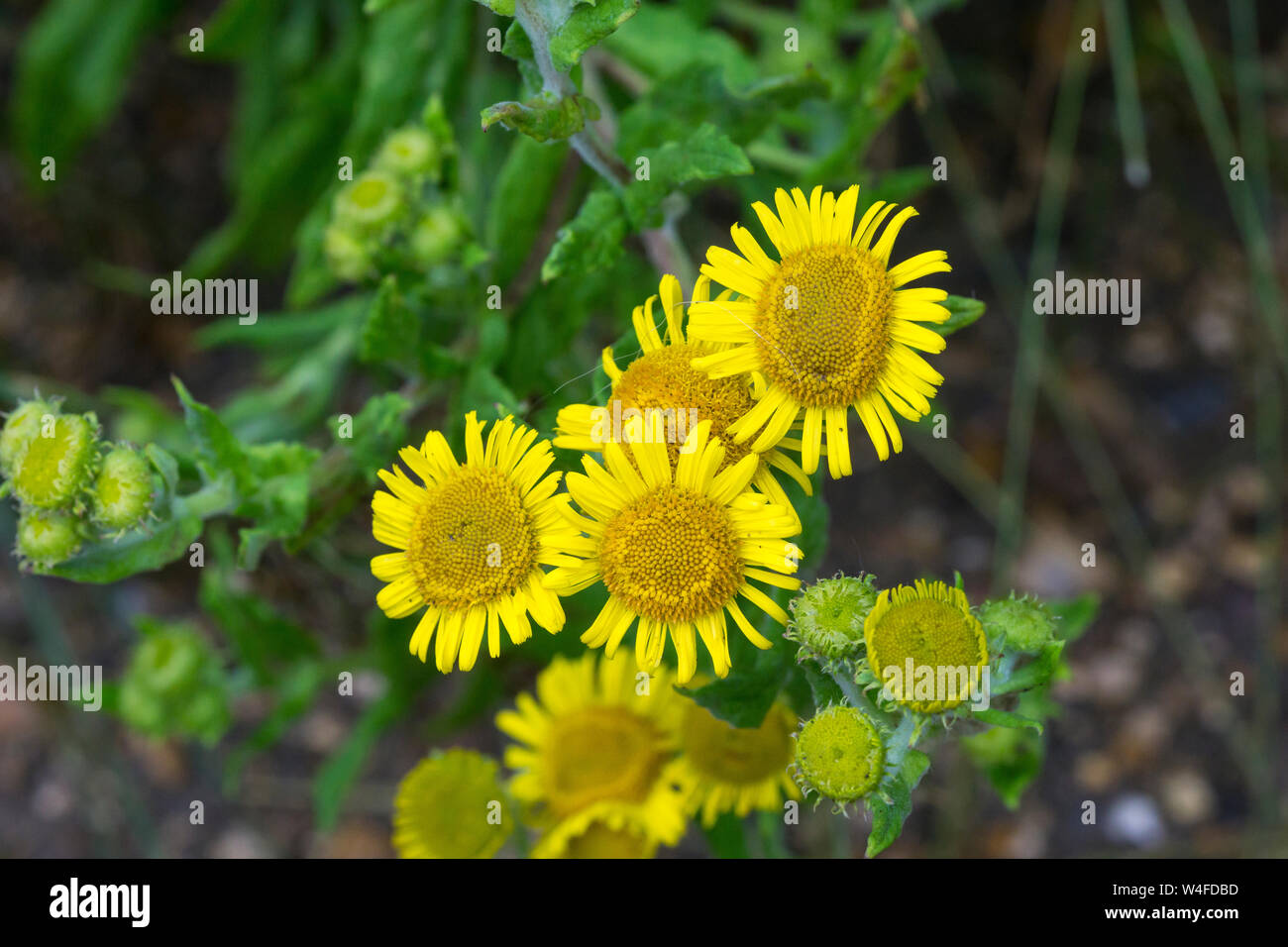 Perennial wild plant hi-res stock photography and images - Alamy