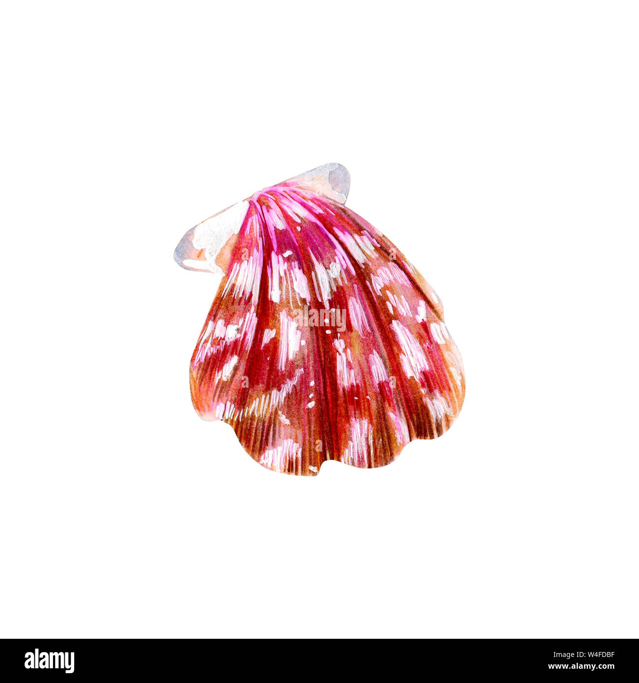 Pink mother of pearl shell scallop. Sea bivalve Pectinidae. Nature of ...