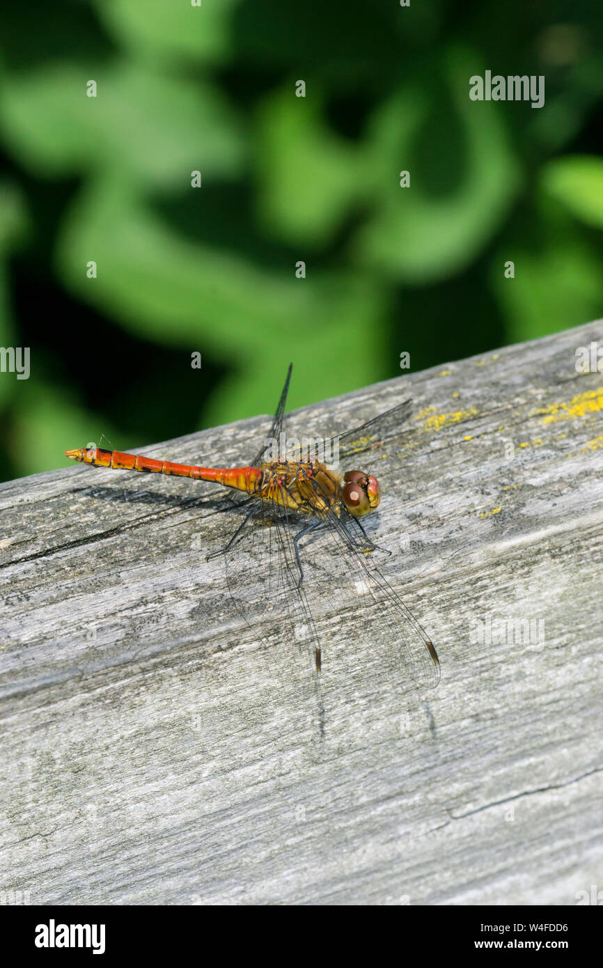 Common red darter dragonfly hi-res stock photography and images - Alamy