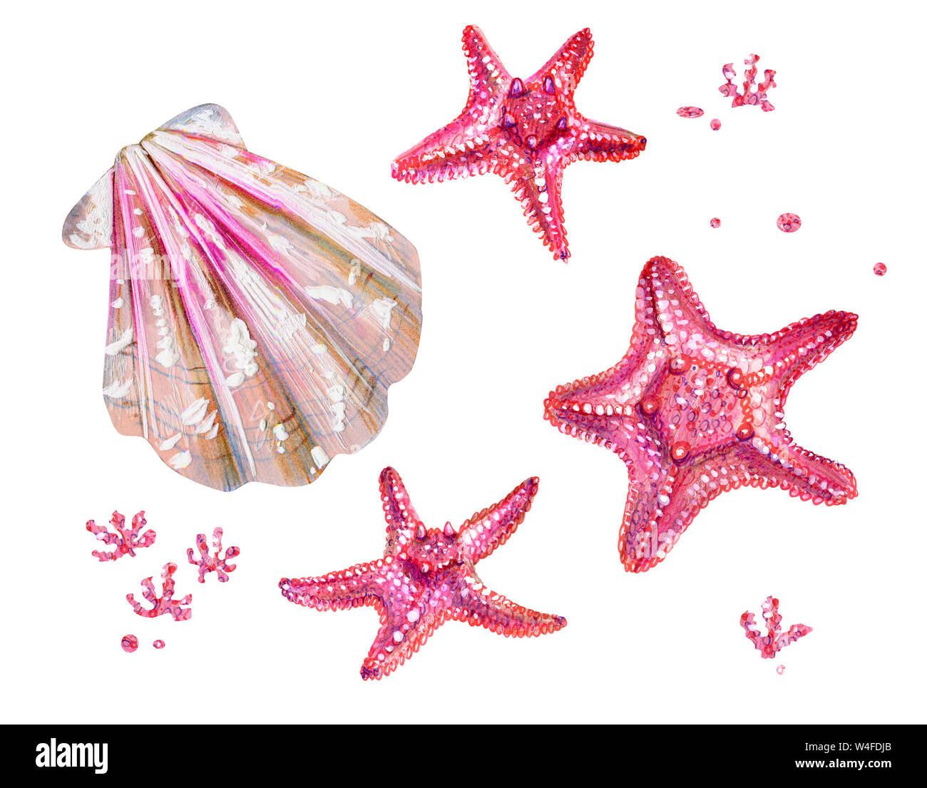 Underwater shells ocean hi-res stock photography and images - Alamy