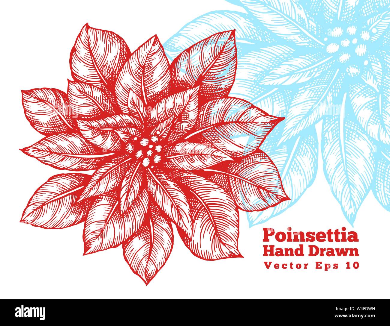 Poinsettia hand drawn red flowers vector illustration. Retro style ...