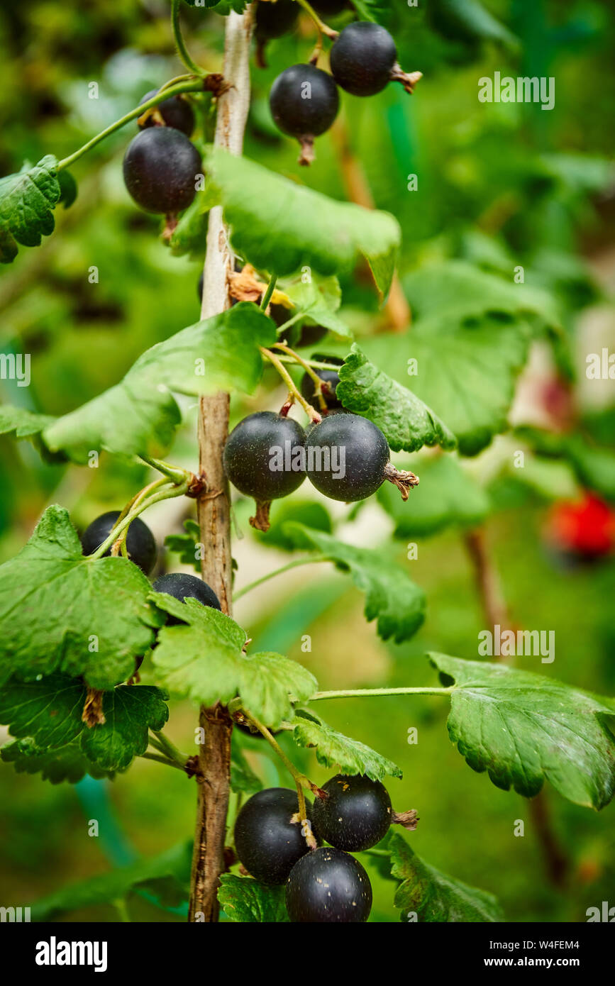 Black currant on the branch. Bush with black currants Stock Photo - Alamy