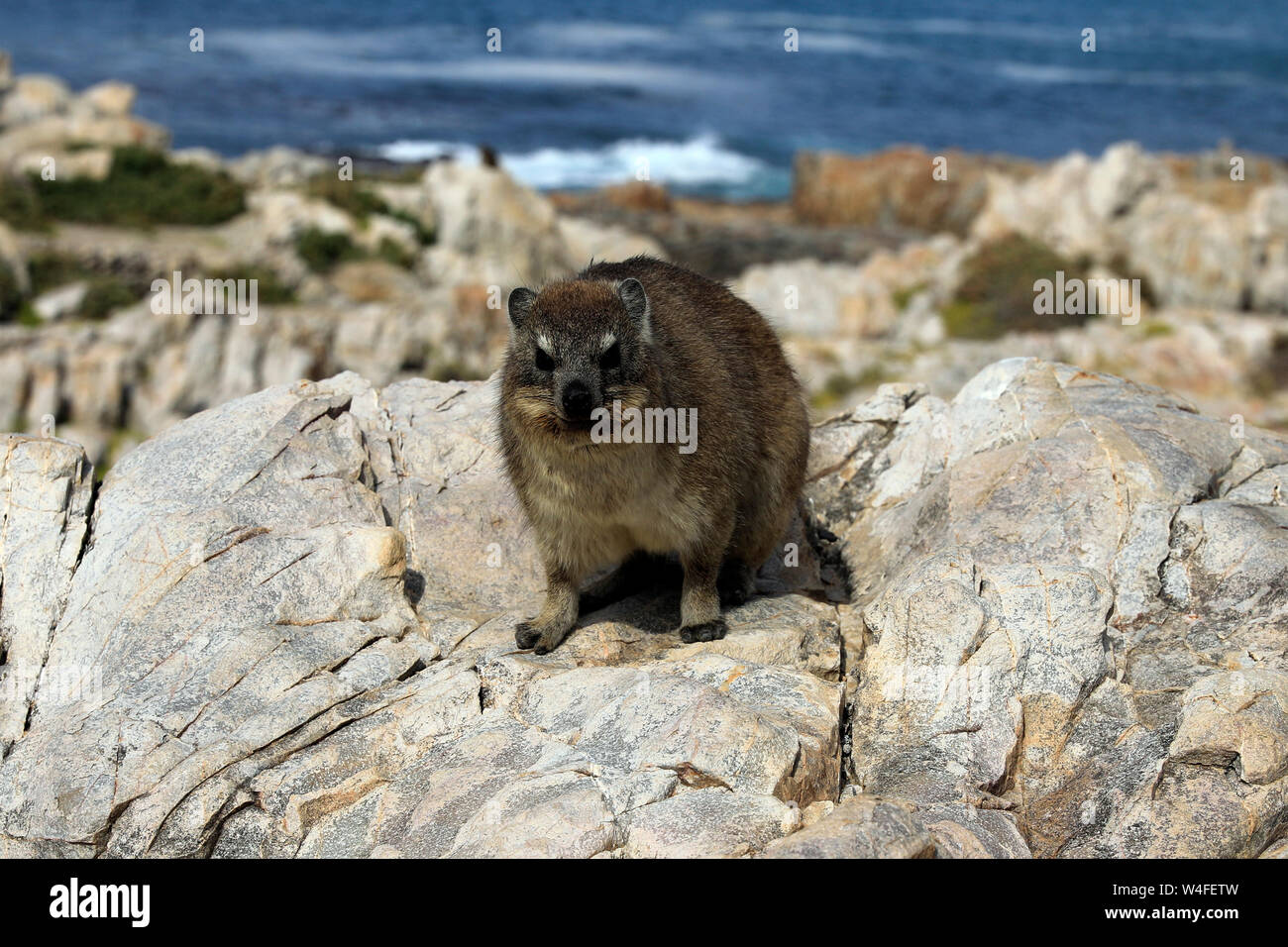 Rock badger hi-res stock photography and images - Alamy