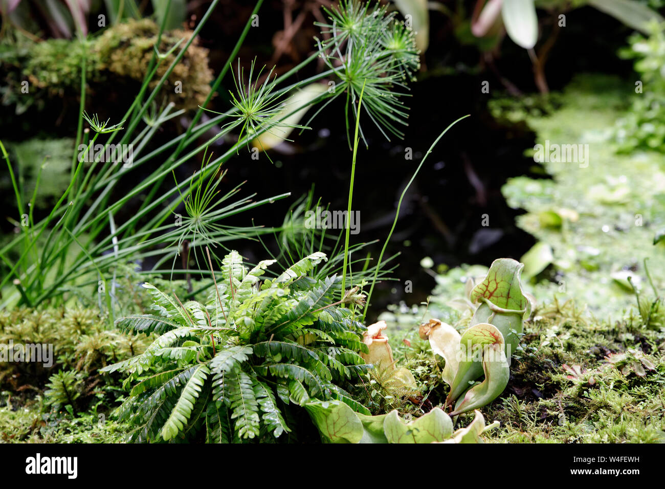 Round-leaved sundew, Drosera rotundifolia, in peatmoss, Sundew, or dew ...
