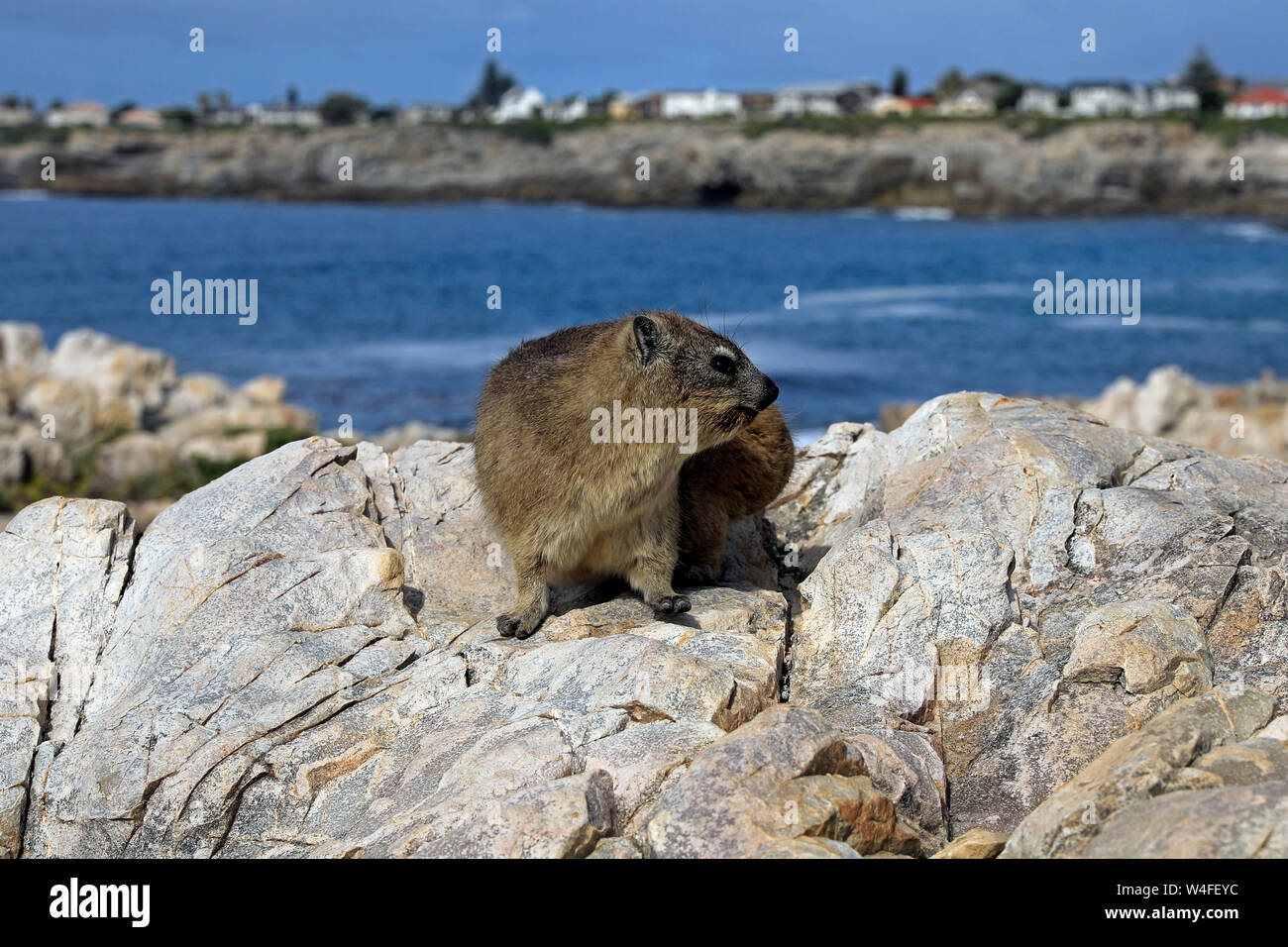 Rock_badger hi-res stock photography and images - Alamy