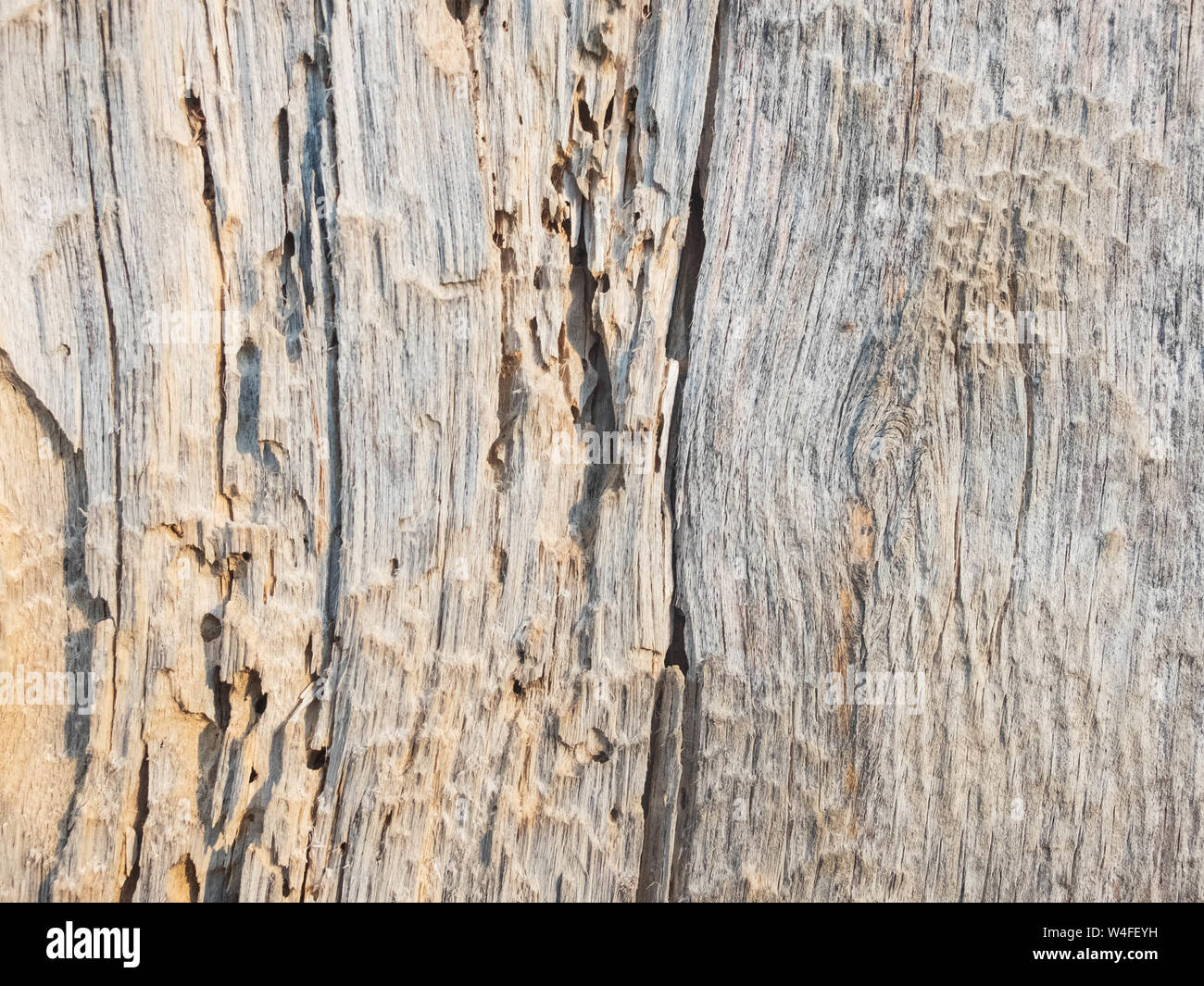 Old cracked wood with wormholes. Wood texture background Stock Photo ...