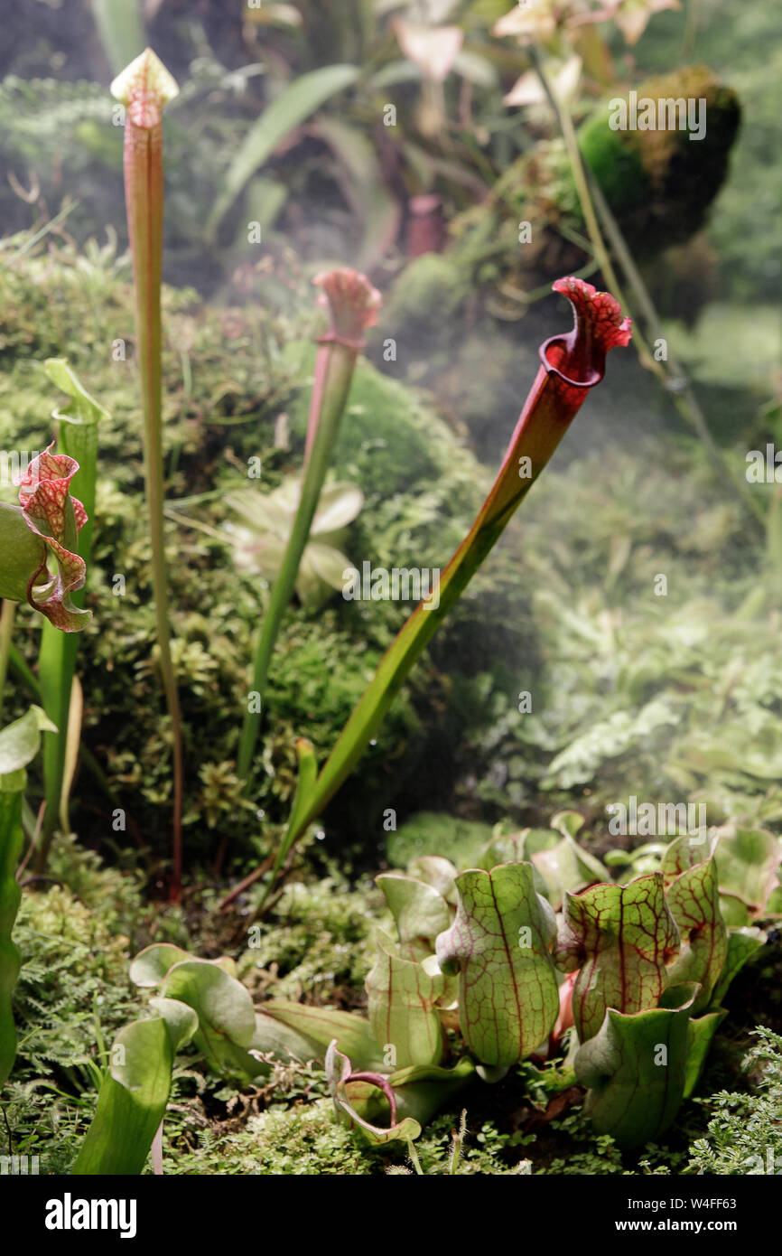 Sarracenia leucophylla, Sarraceniaceae, North America Southeastern ...