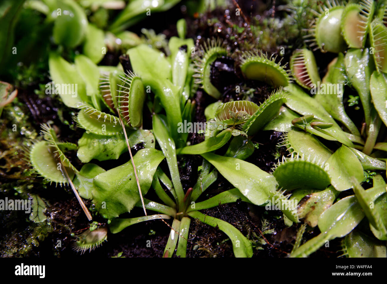 Carnivorous Venus Fly Traps Dionaea muscipula and Sundews Drosera ...