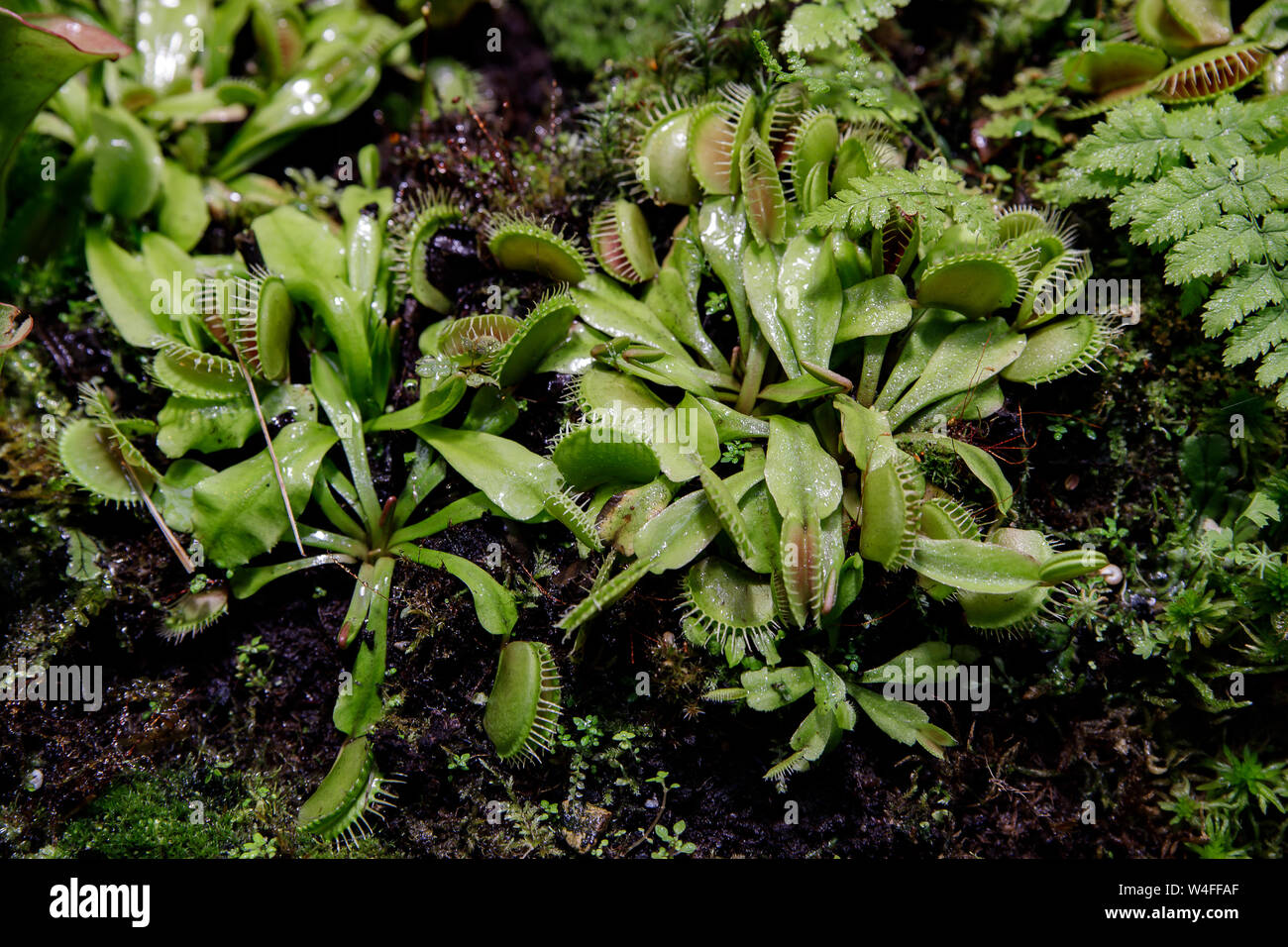 Carnivorous Venus Fly Traps Dionaea muscipula and Sundews Drosera ...