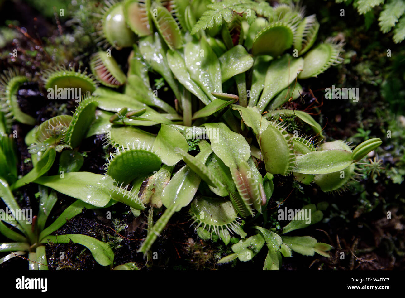 Carnivorous Venus Fly Traps Dionaea muscipula and Sundews Drosera ...