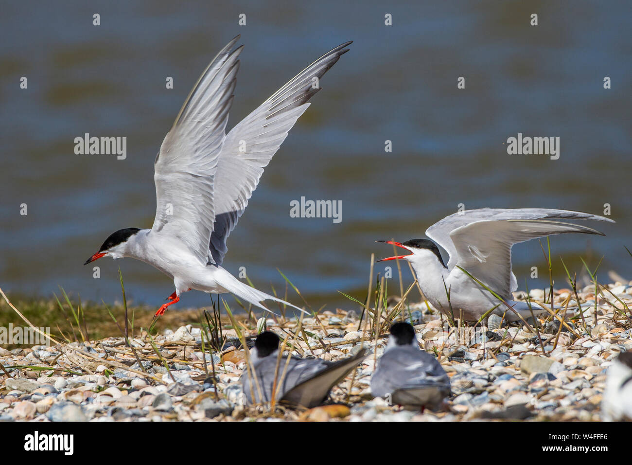 common Tern, Flußseeschwalbe (Sterna hirundo Stock Photo - Alamy