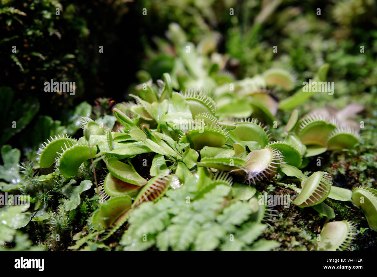 Carnivorous Venus Fly Traps Dionaea muscipula and Sundews Drosera ...