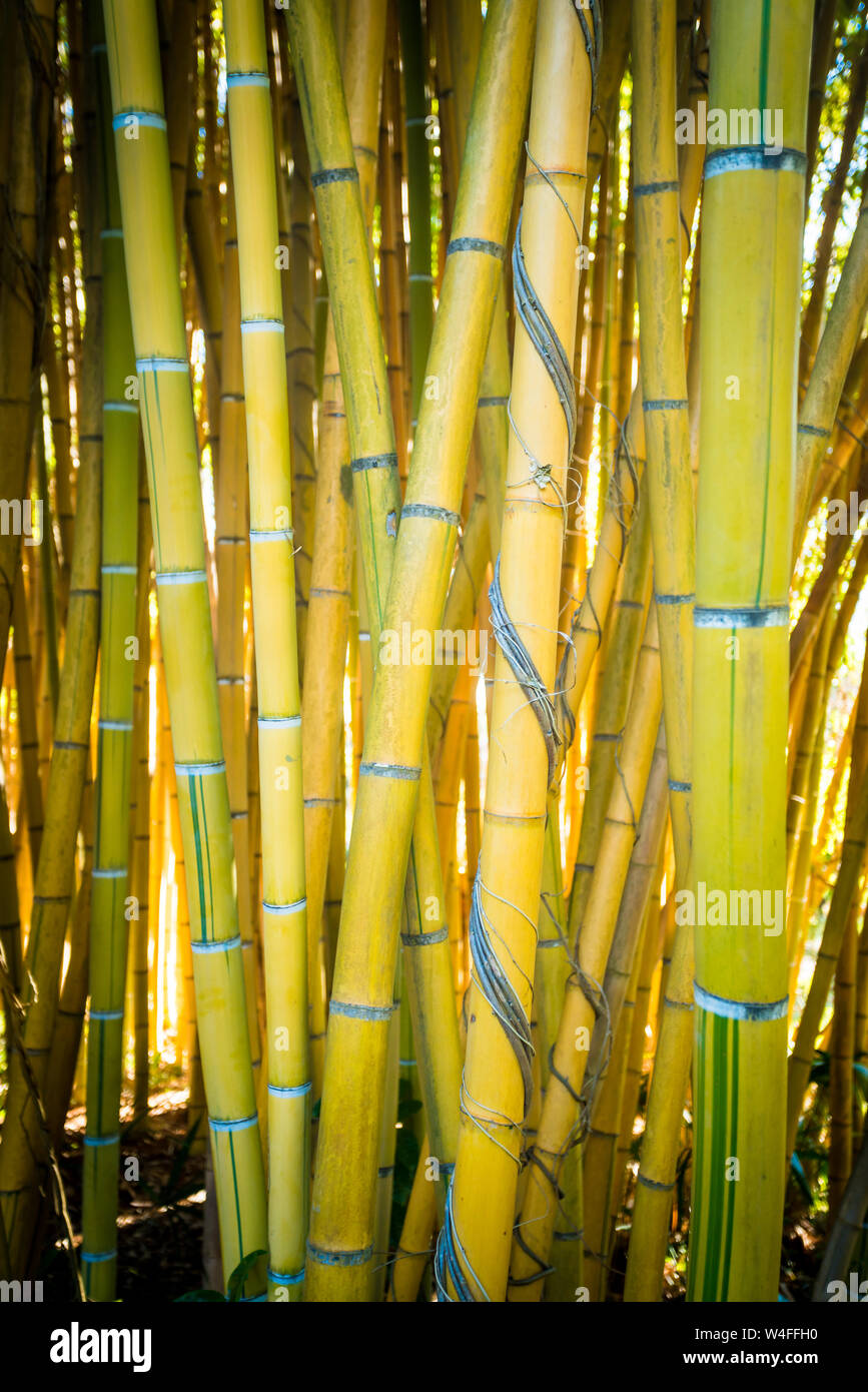 Bamboo sprouts forest. bamboo plant Stock Photo - Alamy