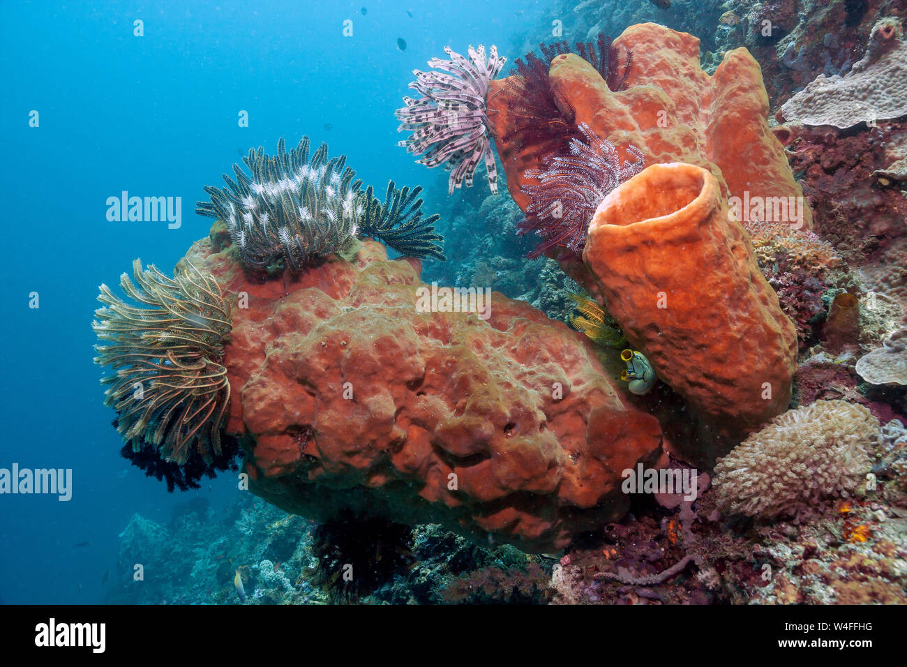 Lembah strait in North Sulawesi coral reef with crinoids and soft ...