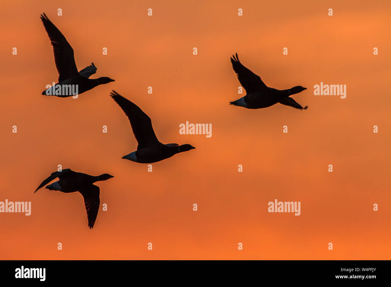 199f rmu 1304837 hi-res stock photography and images - Alamy