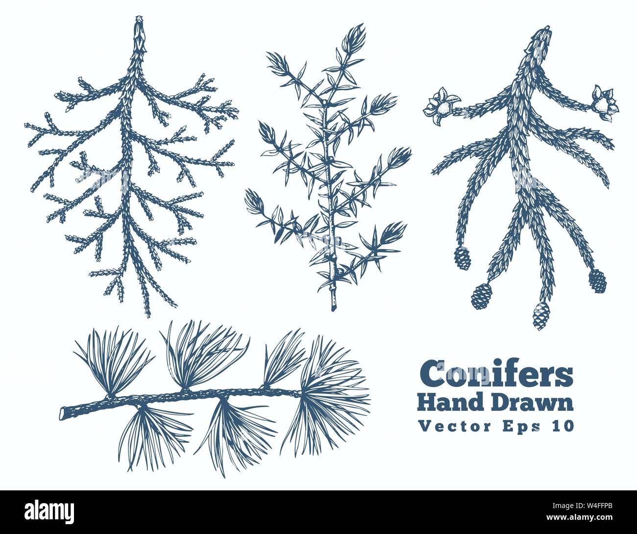 Conifers hand drawn branches vector illustrations set. Retro style ...
